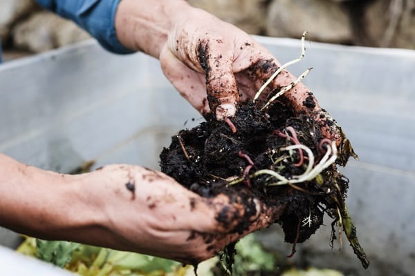 Most Common Composting Mistakes - Home Guide Guru