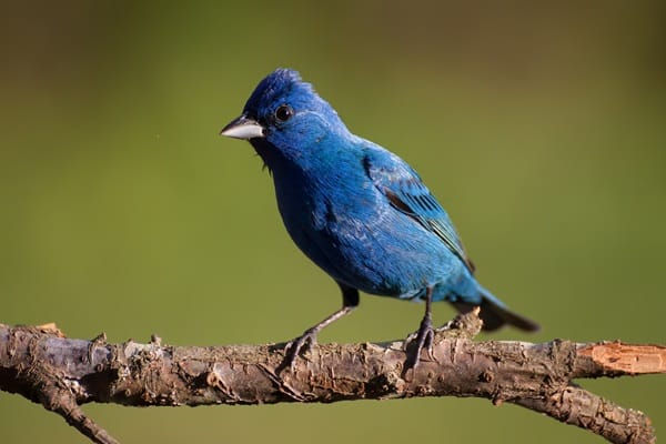 How To Attract Bluebirds - Home Guide Guru