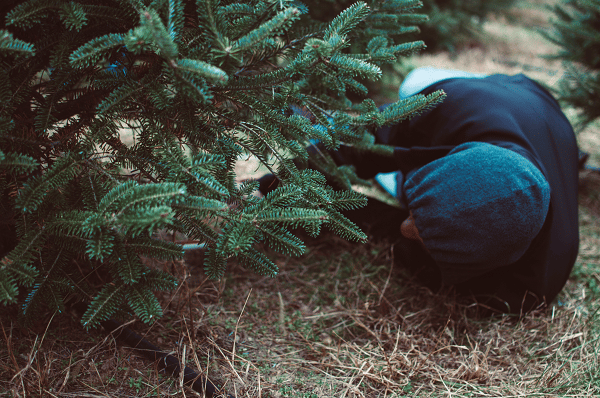 Signs A Tree Needs Removed From Your Yard - Home Guide Guru
