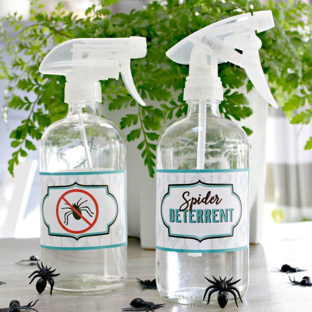 The Role Of Houseplants In Spider Control - Home Guide Guru