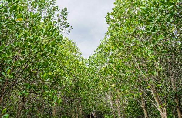 Toxic Trees You Should Never Grow Near Your Home - Home Guide Guru