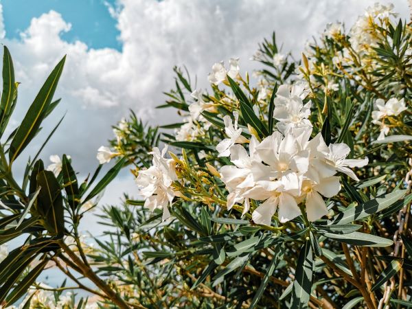 Toxic Trees You Should Never Grow Near Your Home - Home Guide Guru