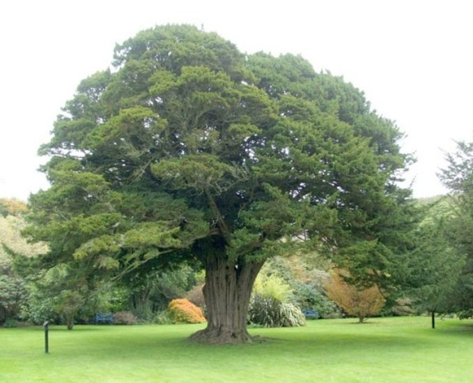 Toxic Trees You Should Never Grow Near Your Home - Home Guide Guru